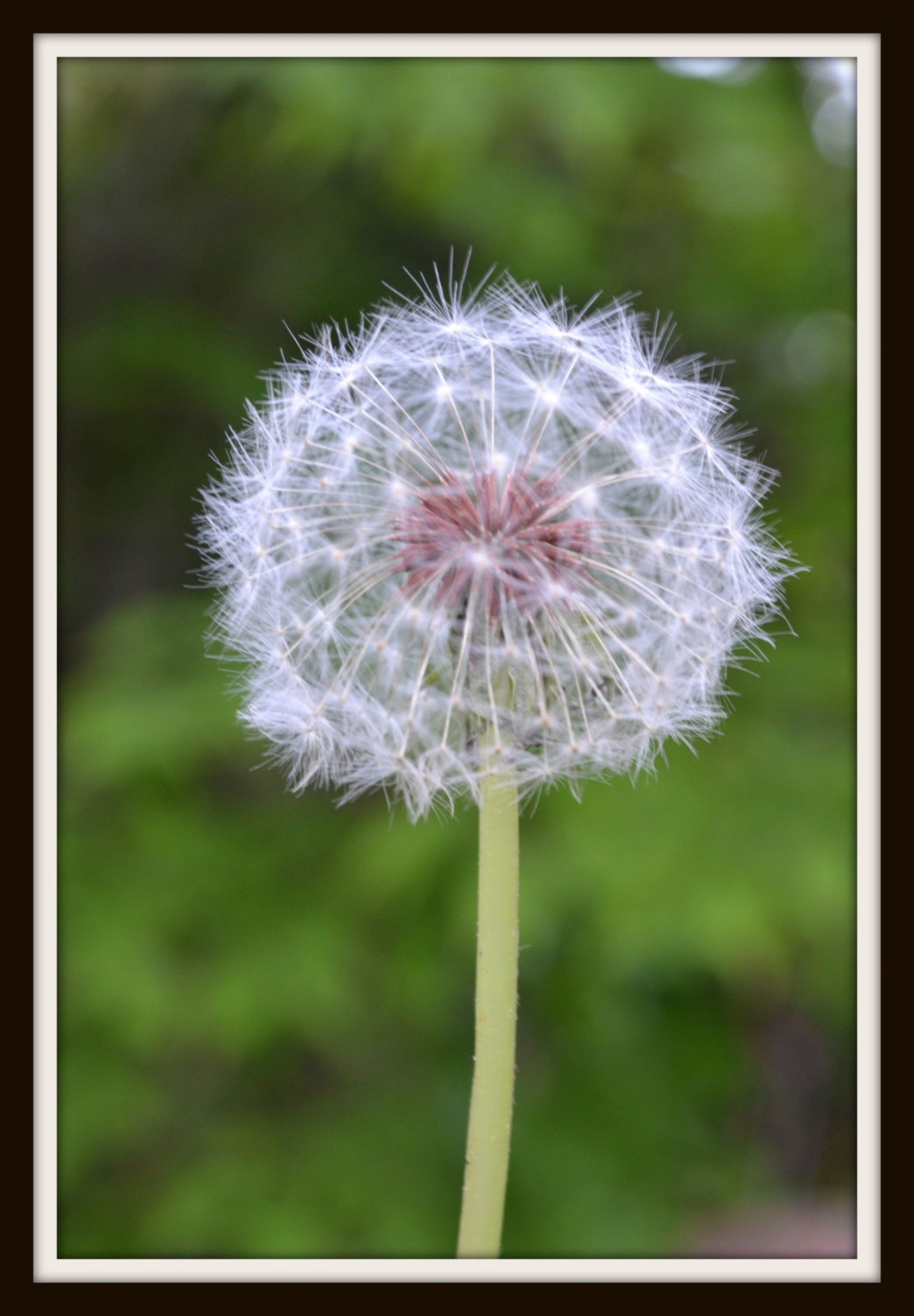 Make a Wish. Black & White or Color | Etsy
