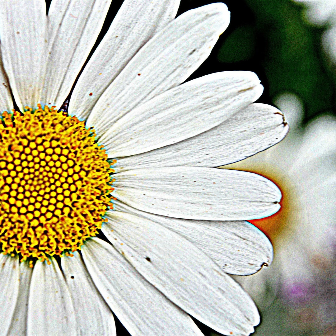 HD Daisy. Macro Photo in High Definition. - Etsy