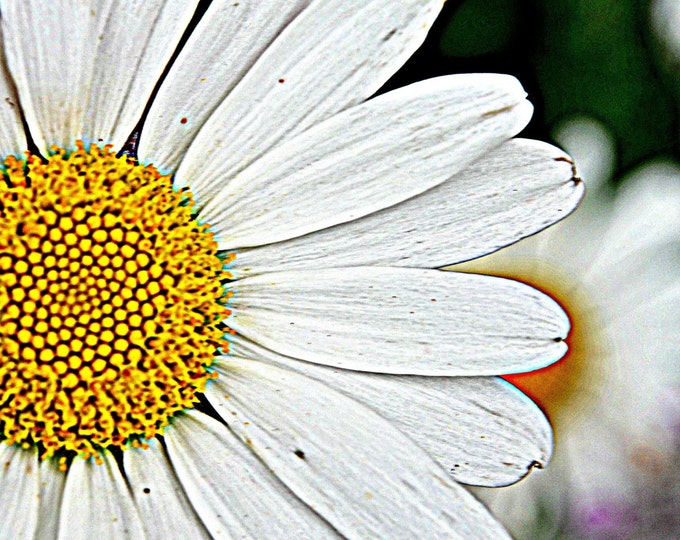 HD Daisy. Macro Photo in High Definition. - Etsy
