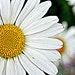 HD Daisy. Macro Photo in High Definition. - Etsy