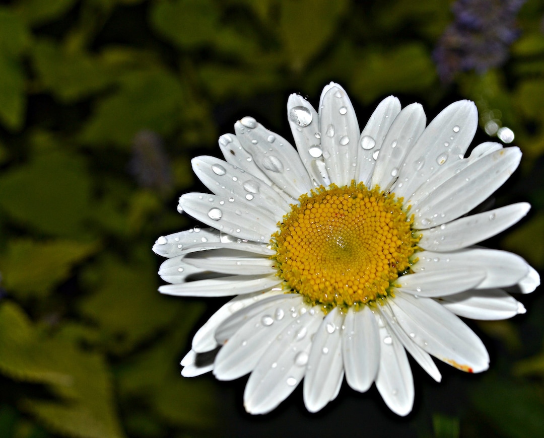 Daisy Macro Photography Print: Colorful Floral Wall Art - Etsy