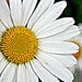 HD Daisy. Macro Photo in High Definition. - Etsy