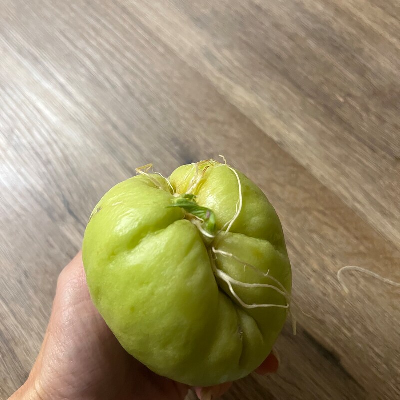 Chayote Plant - Etsy