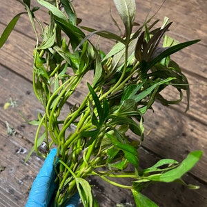 5 Fresh Cutting Vines No Root Puerto Rico Sweet Potatoes Strong to Grow ...