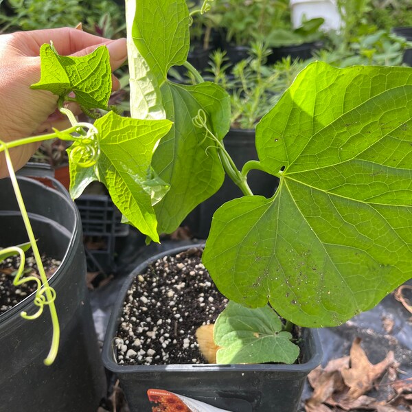 Chayote Plant - Etsy