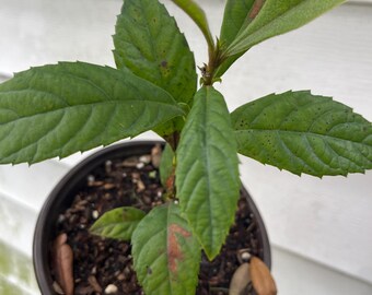 Ho Scale Apple Tree - Etsy