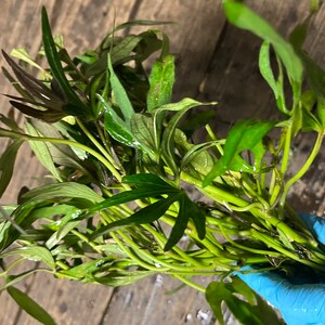 5 Fresh Cutting Vines No Root Puerto Rico Sweet Potatoes Strong to Grow ...