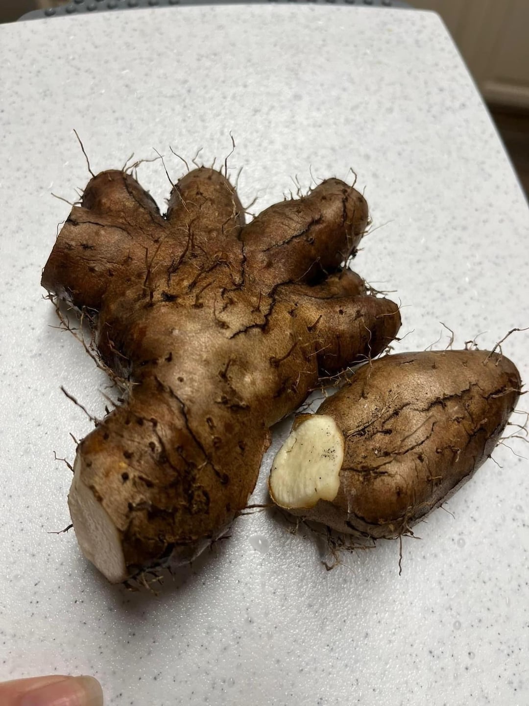 Lesser Yam Aka Dioscorea PLANTS With Pot - Etsy