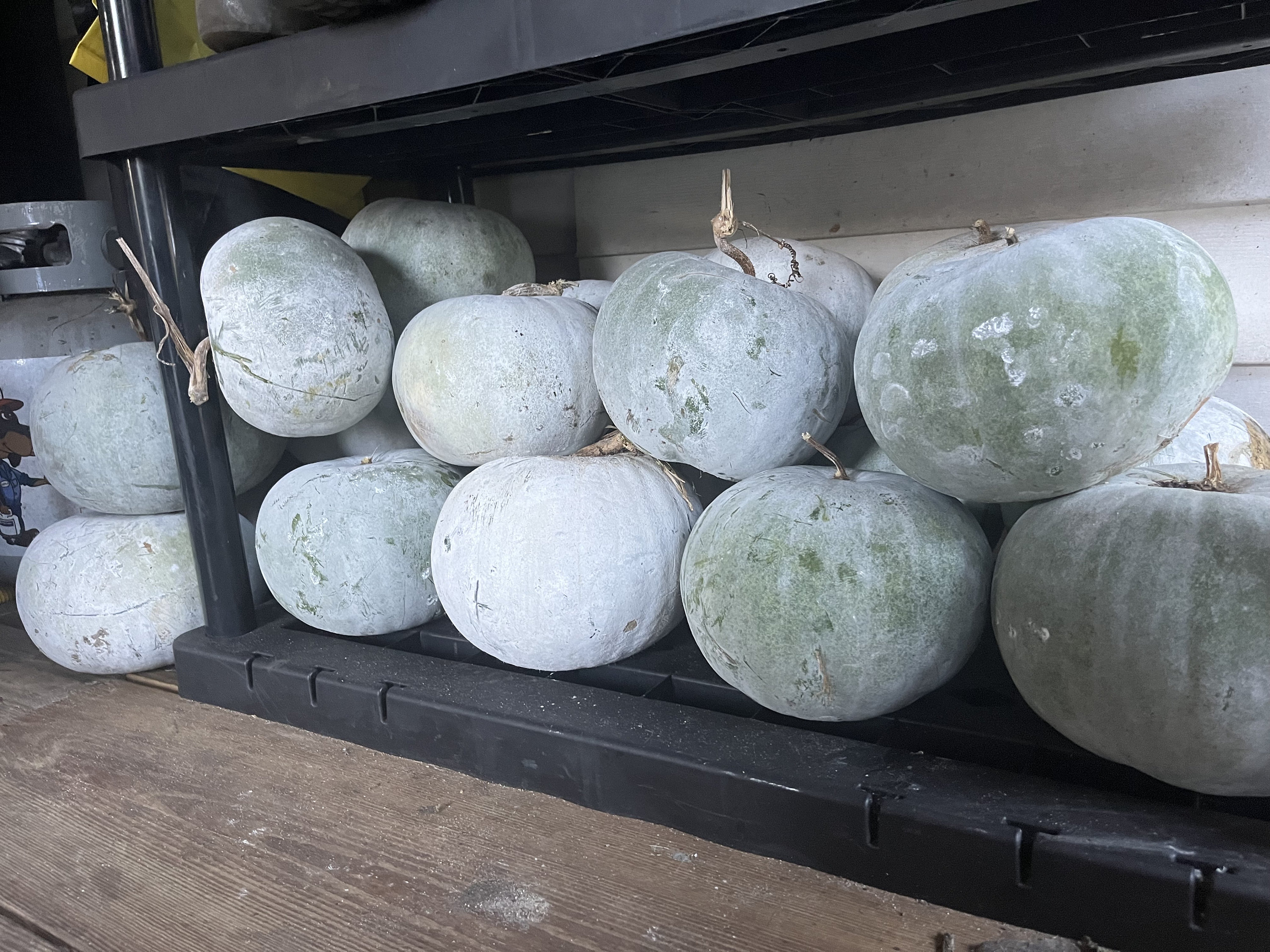 Winter Melon Seeds over 35 per Pack Versatile and Tasty for Soup, Tea ...