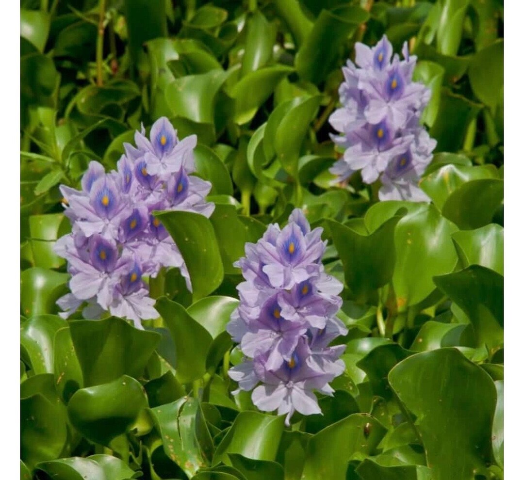 Pack of 5 Bare Root Plants Eichhornia Crassipes Water Hyacinth Water ...