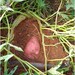 5 Fresh Cutting Vines No Root Puerto Rico Sweet Potatoes Strong to Grow ...