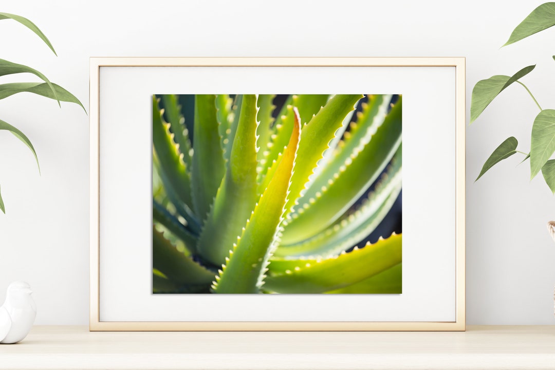 Aloe Vera Print | Botanical Print | Garden Prints | Bathroom Greenery ...