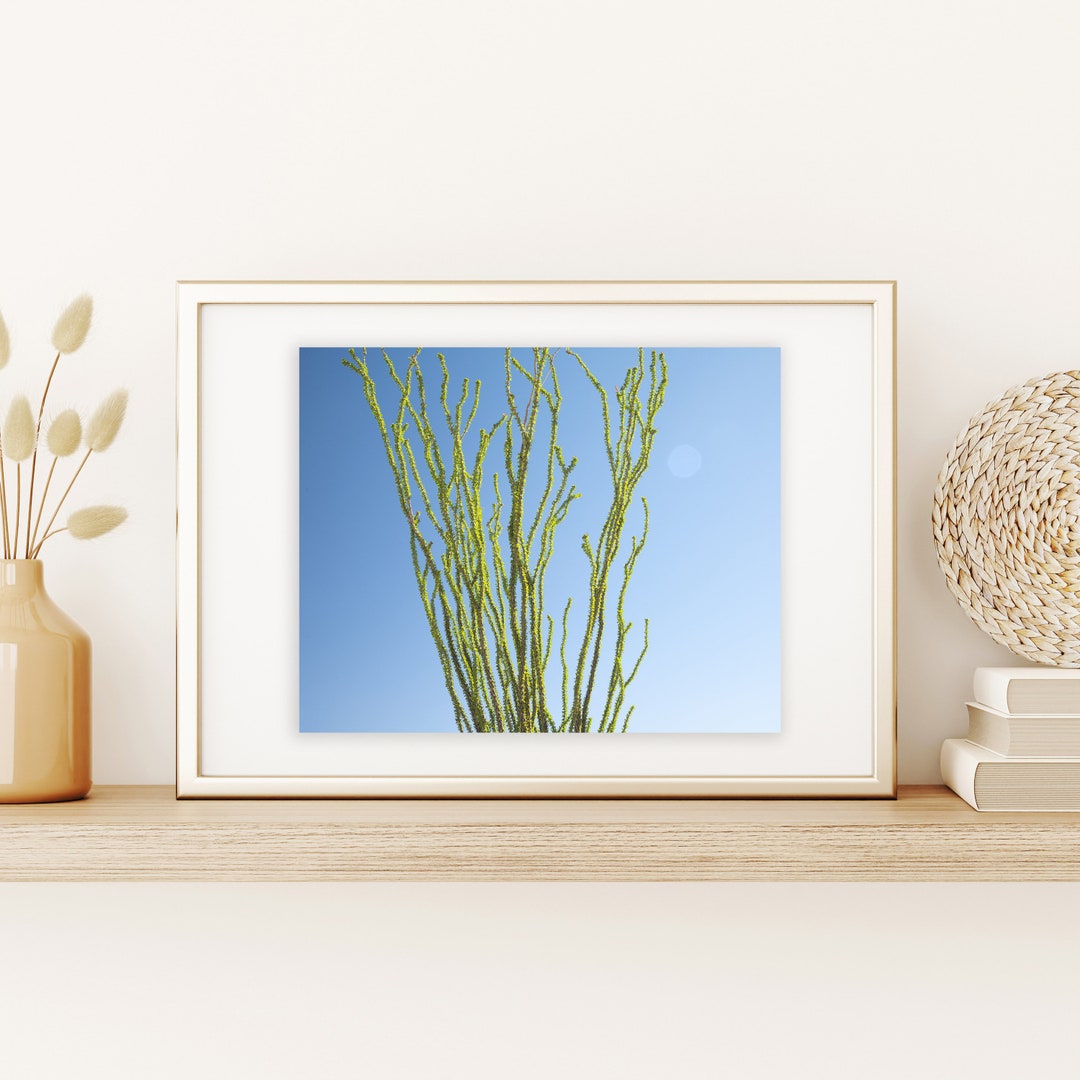 Ocotillo Print | Blooming Cactus | Blooming Ocotillo Print | Desert ...