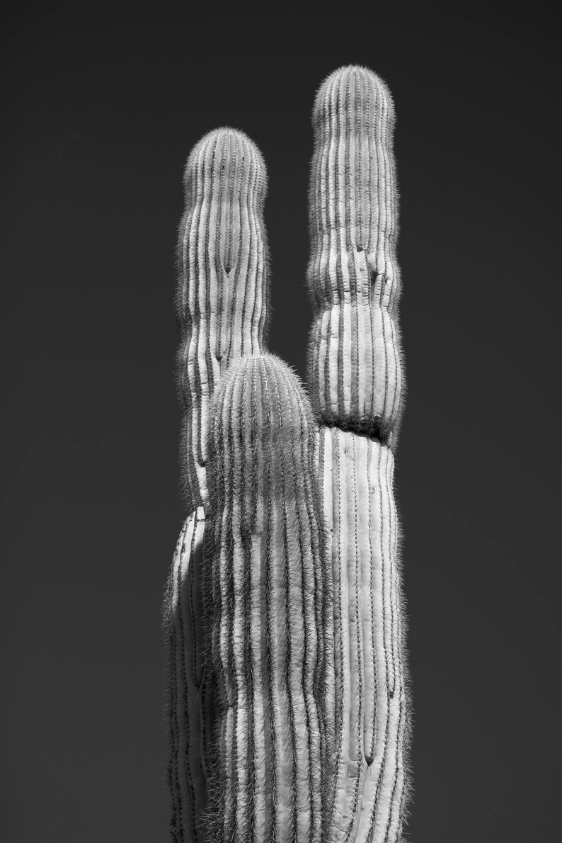 Saguaro Cactus B&W Print: Sonoran Desert Photography - Etsy
