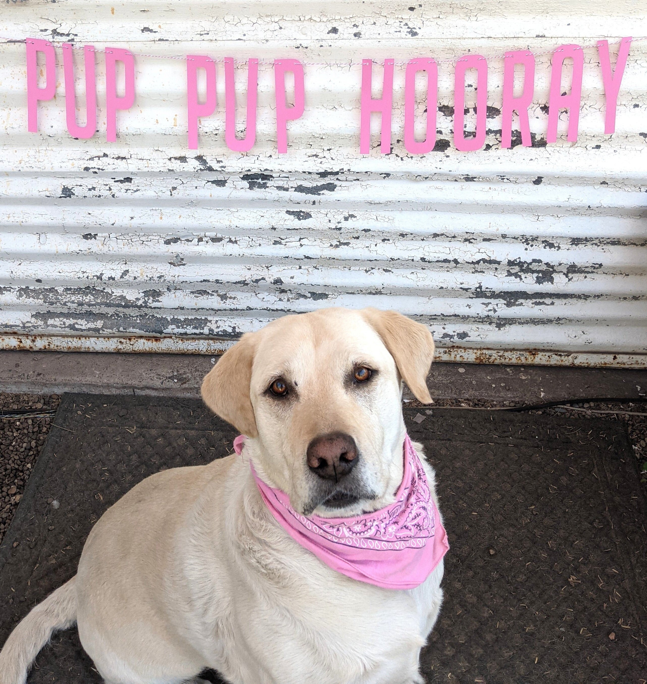 Hooray Dog