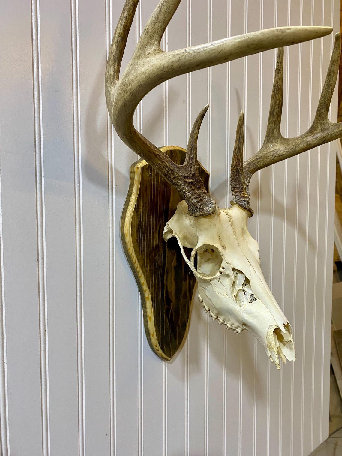 Custom European Mount Plaque for Deer Skull Display - Etsy