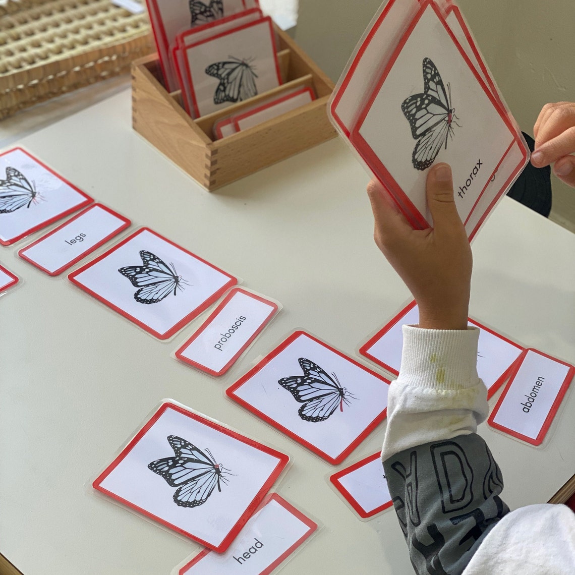 Parts of a Butterfly Montessori Three-part Cards - Etsy