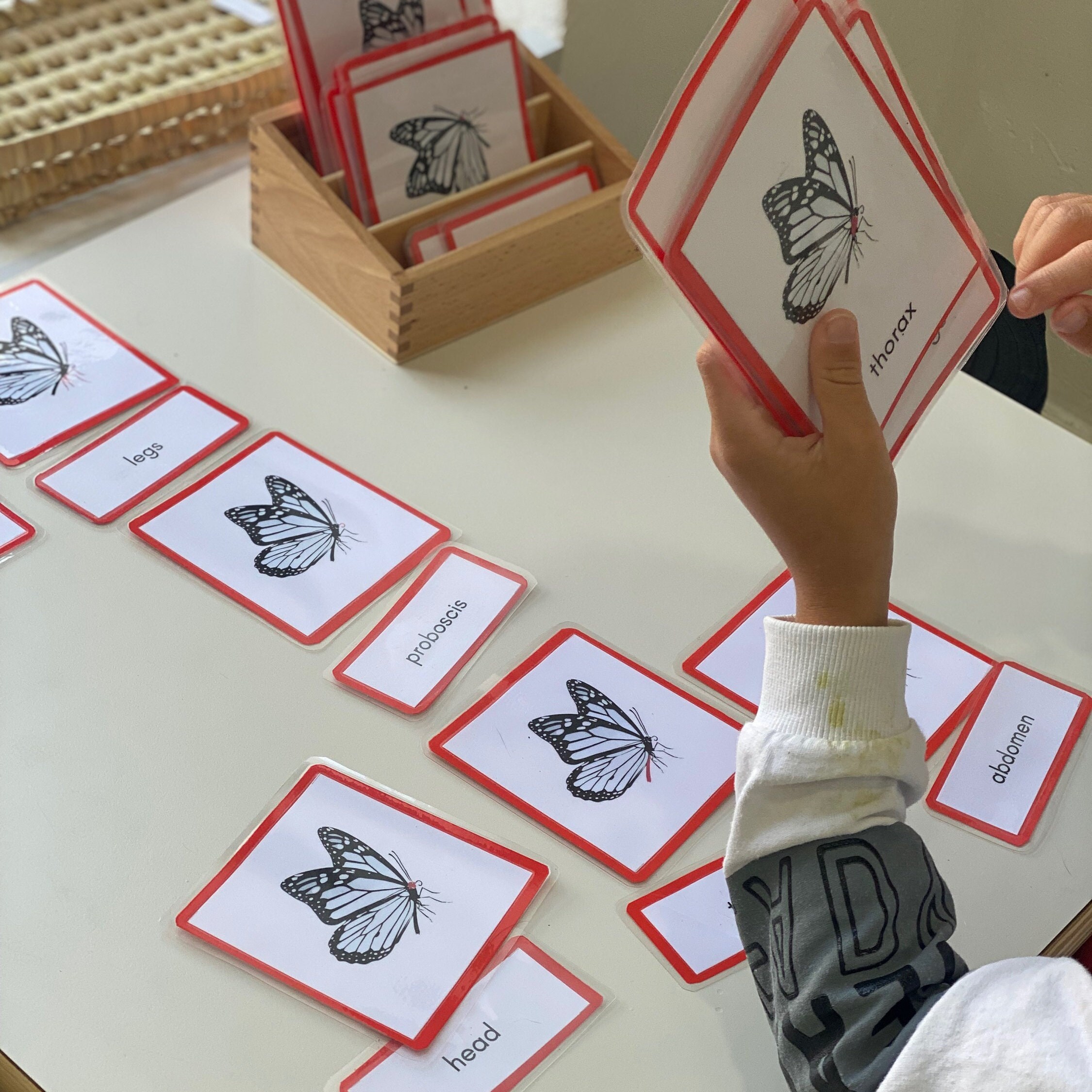 Parts of a Butterfly Montessori Three-part Cards - Etsy