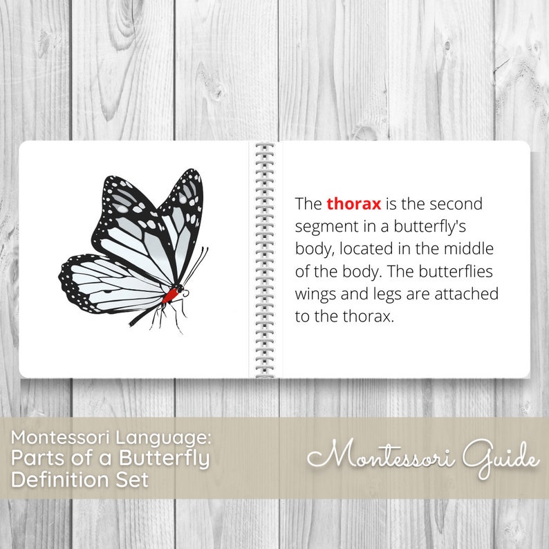 Butterfly Montessori Definition Book - Etsy