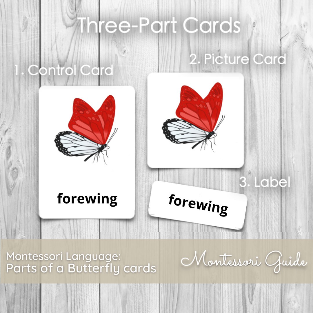 Parts of a Butterfly Montessori Three-part Cards - Etsy