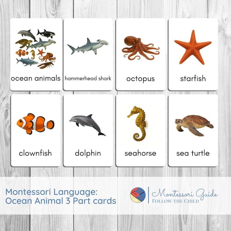 Ocean Animal Montessori 3 Part Cards - Etsy