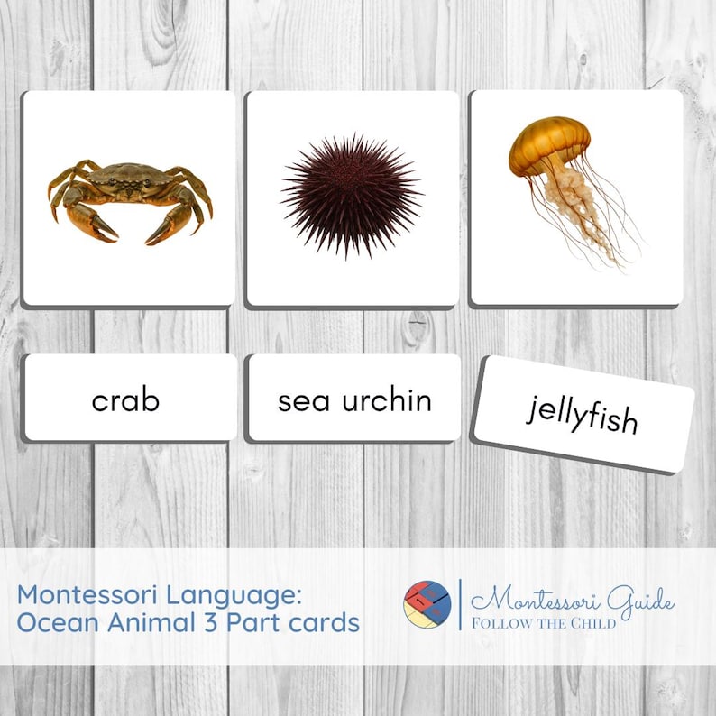 Ocean Animal Montessori 3 Part Cards - Etsy