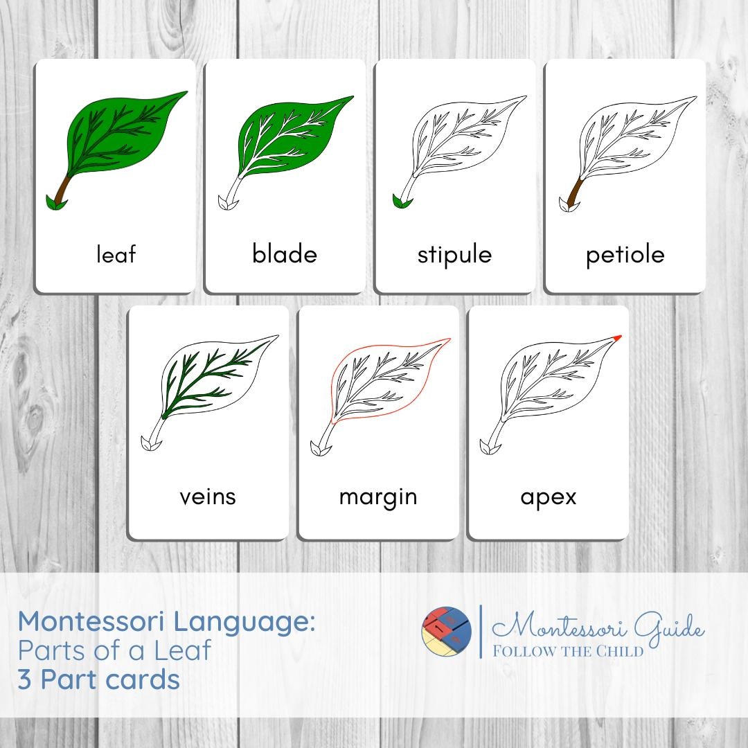 Parts of a Leaf Montessori Three-part Cards - Etsy