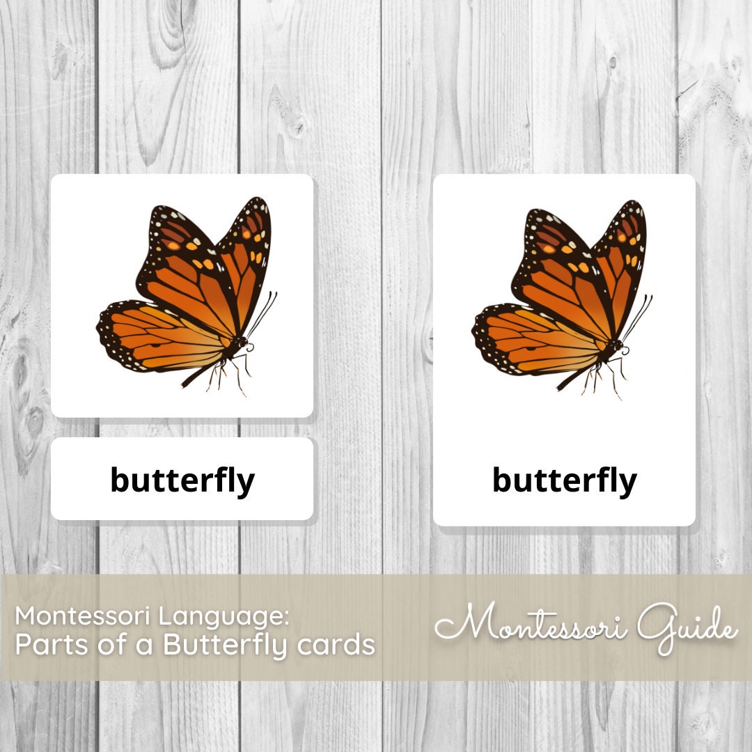 Parts of a Butterfly Montessori Three-part Cards - Etsy