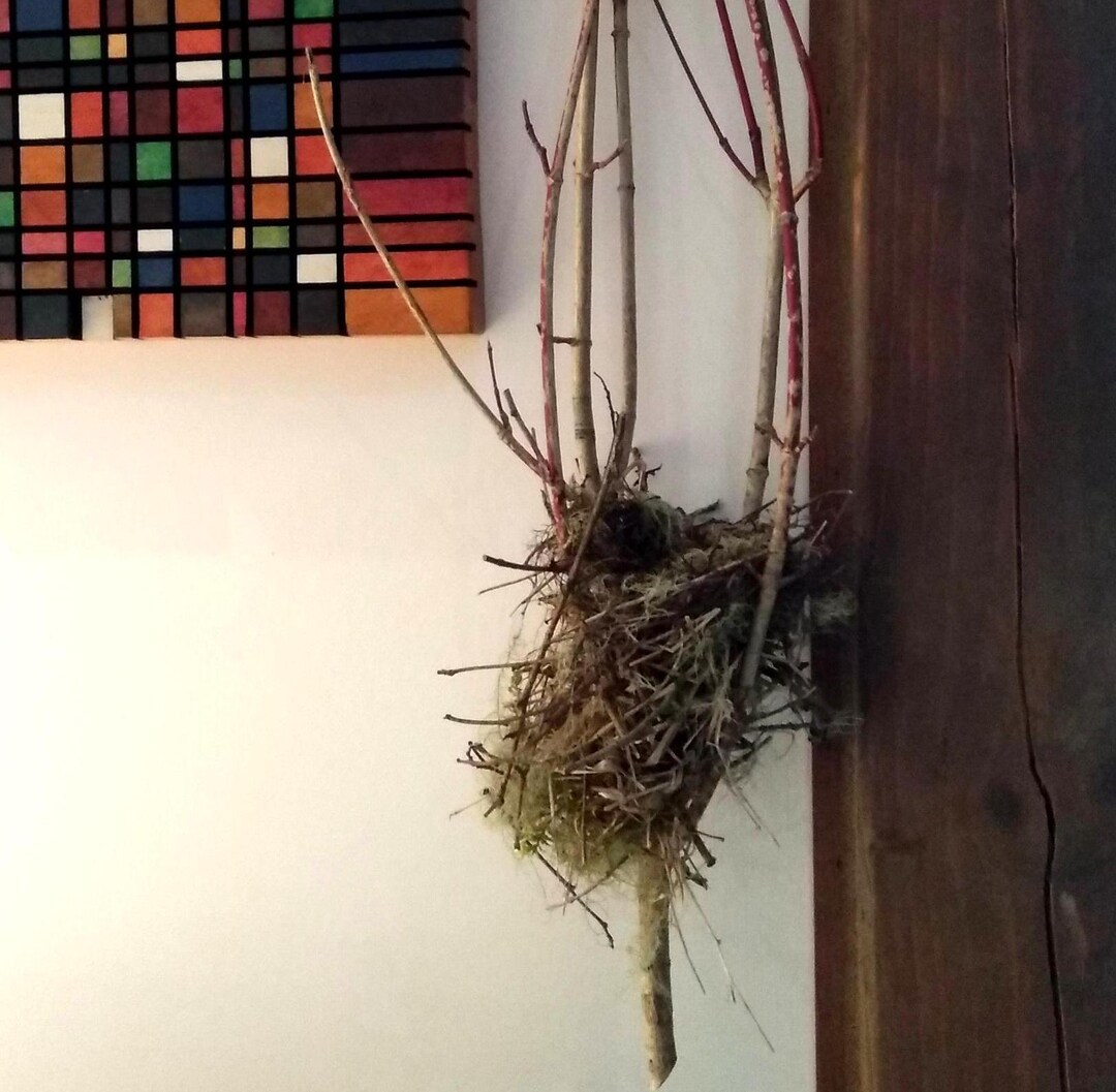 Authentic Natural Bird's Nest From Wild Nature - Etsy