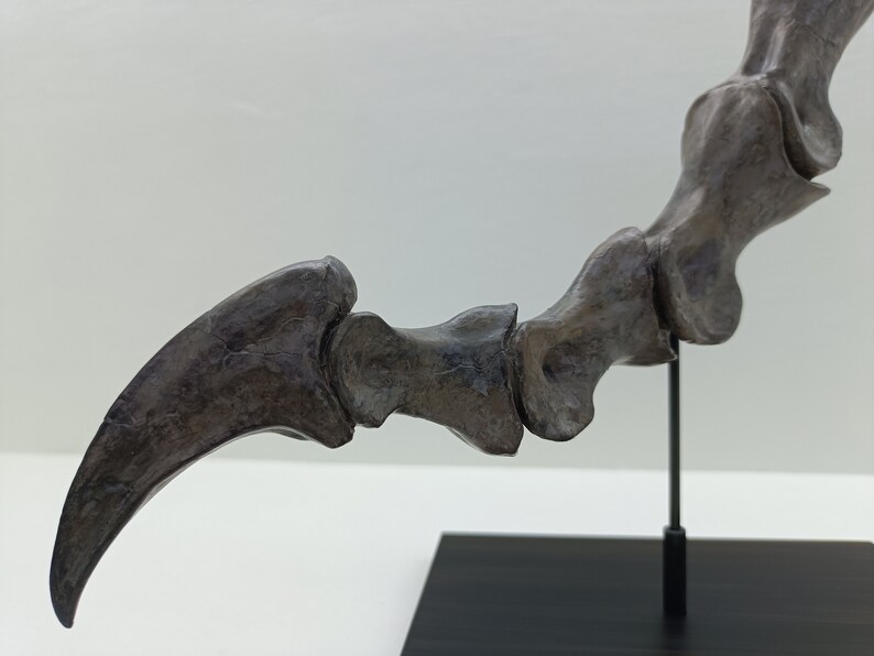 Cool Deinonychus Claws Replica / Dinosaur Model | Etsy
