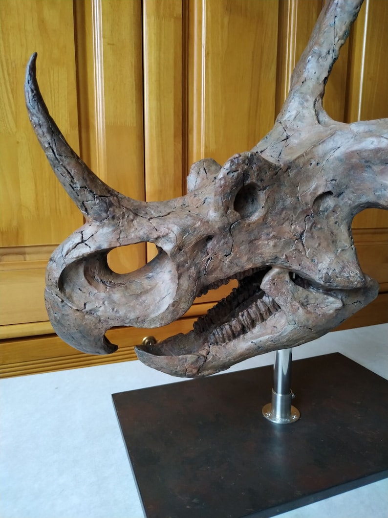 Cool 74cmdinosaur Model / Styracosaurus Skull Model JL-1901 | Etsy