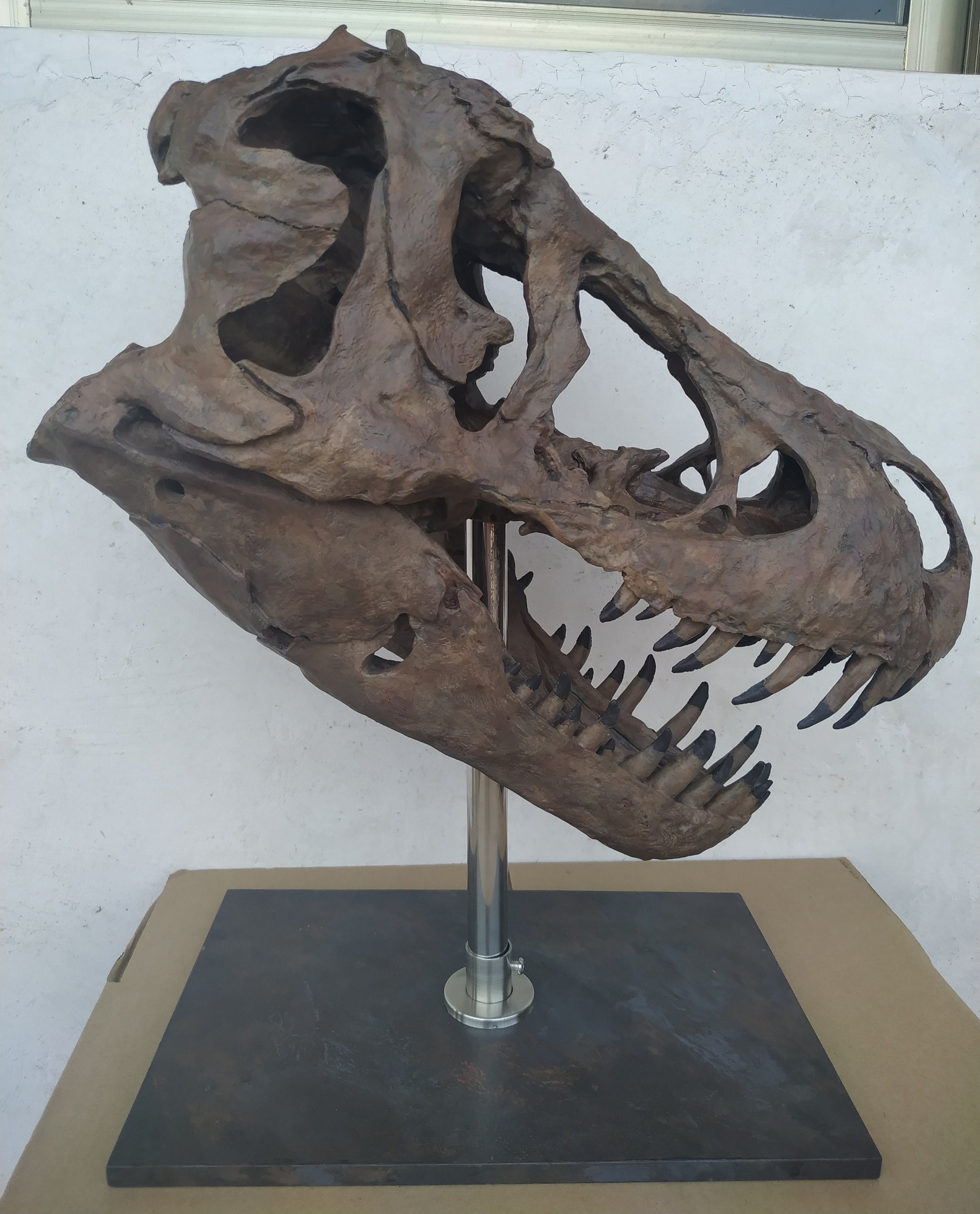 NEW 38cmdinosaur Model / T-REX Skull Model DB Ni | Etsy