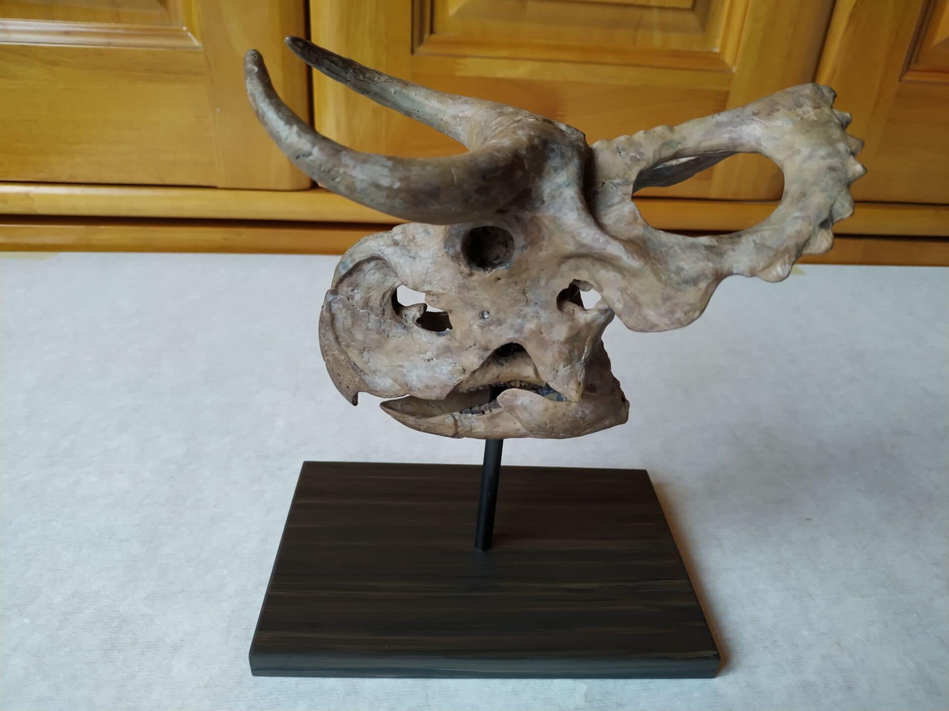 Nasutoceratops Skeleton