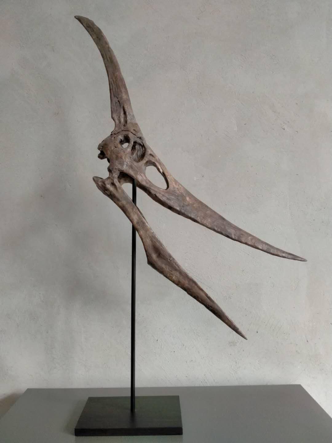 Pteranodon Skeleton Size