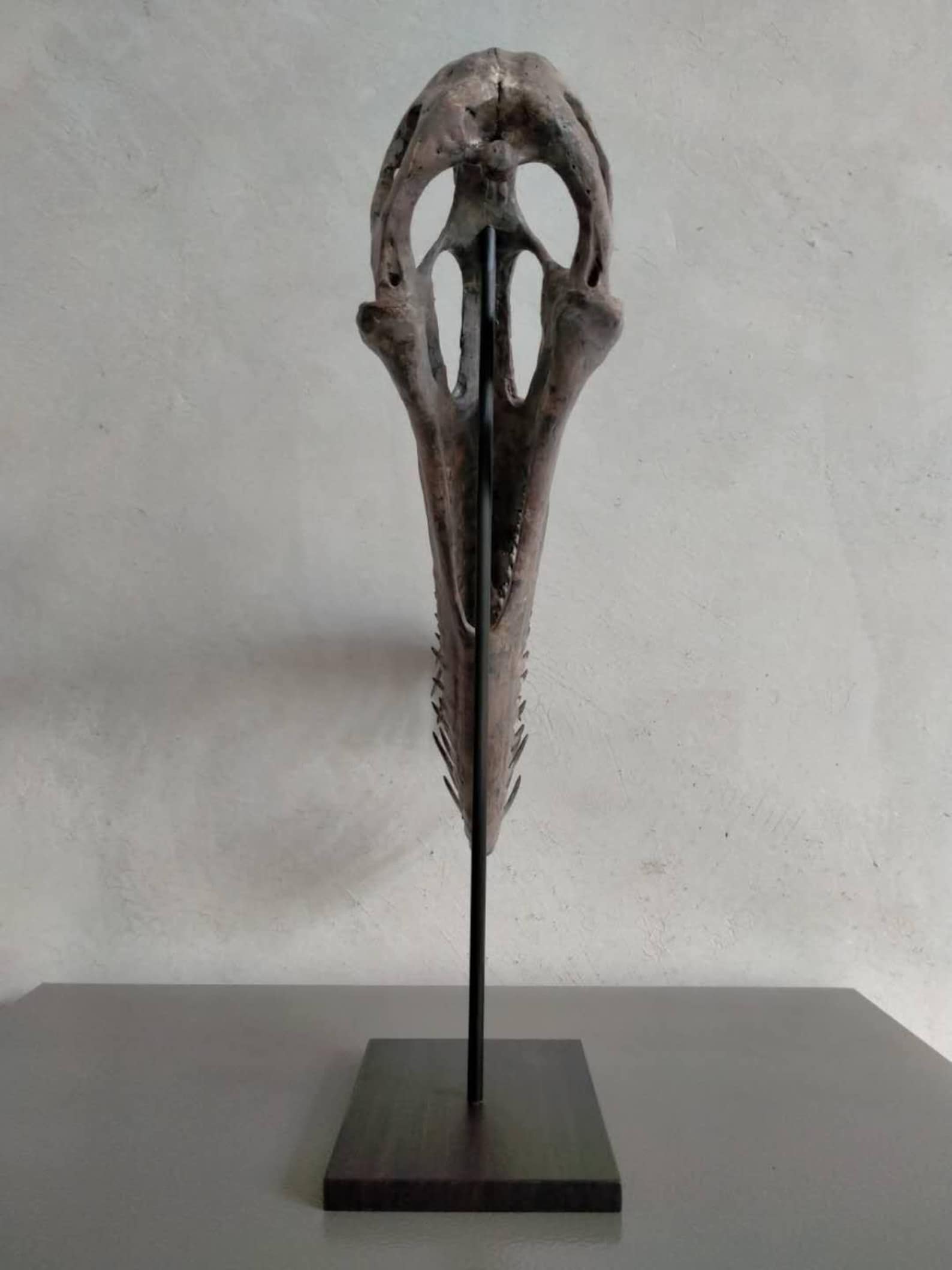 NEW, 40CM, Pterosaur / Boreopterus Skeleton Model Yayl-2020 - Etsy