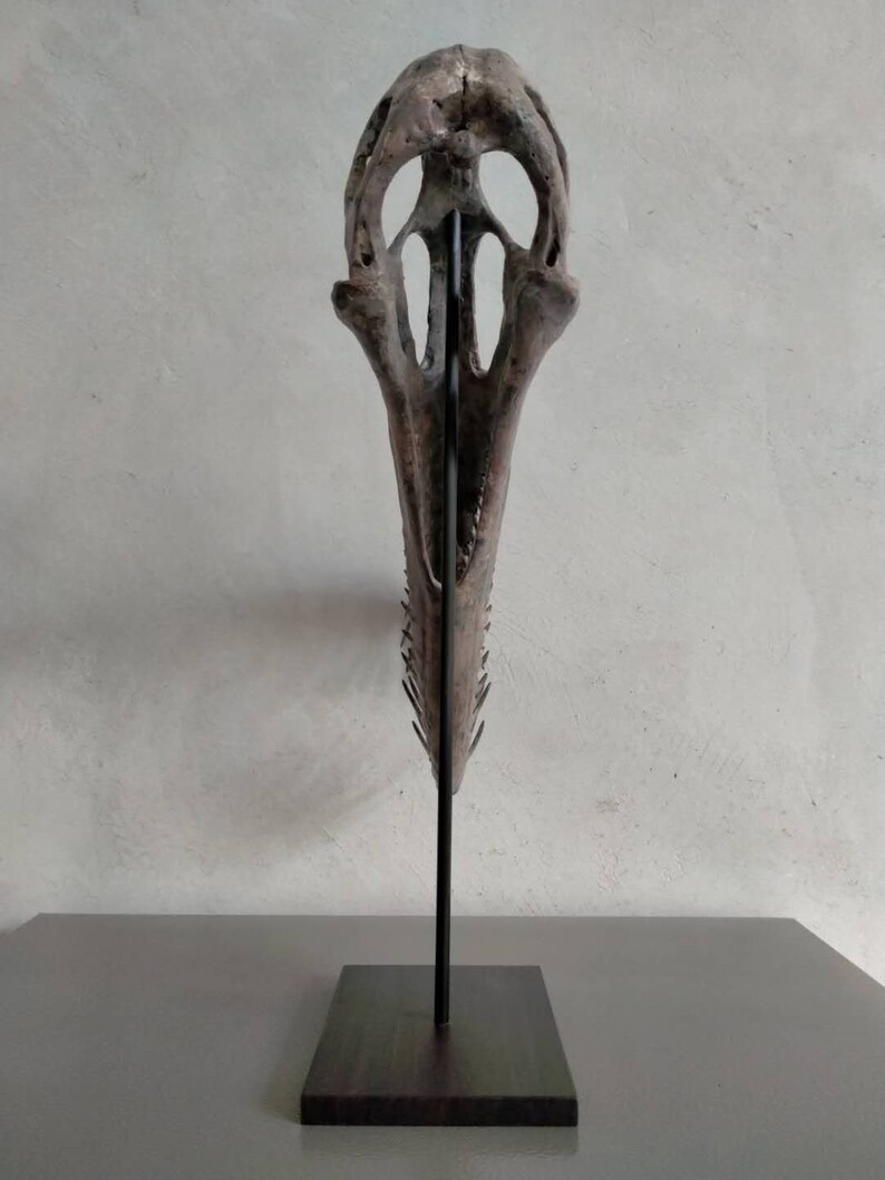 NEW, 40CM, Pterosaur / Boreopterus Skeleton Model Yayl-2020 - Etsy