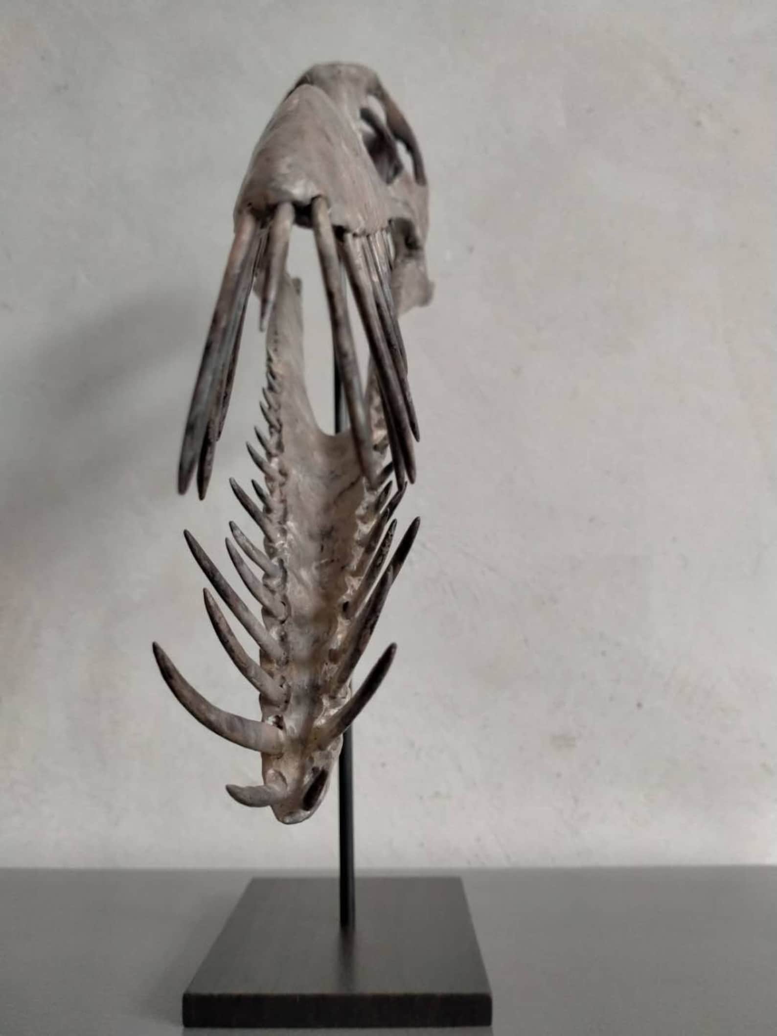 NEW, 40CM, Pterosaur / Boreopterus Skeleton Model Yayl-2020 - Etsy