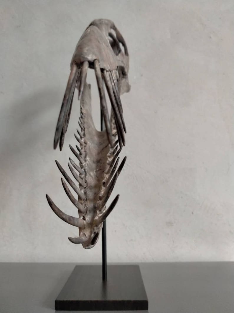 NEW, 40CM, Pterosaur / Boreopterus Skeleton Model Yayl-2020 - Etsy UK