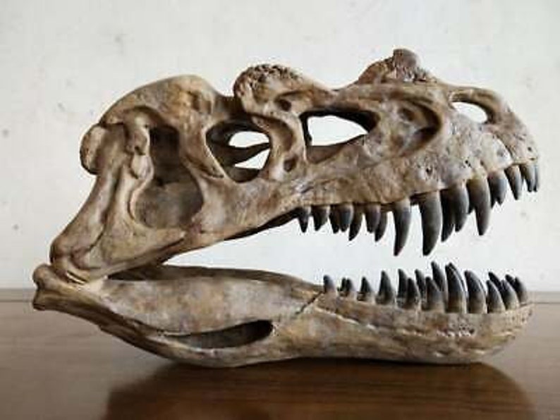 21cmdinosaur Model / Ceratosaurus Skull Small Model JBL - Etsy
