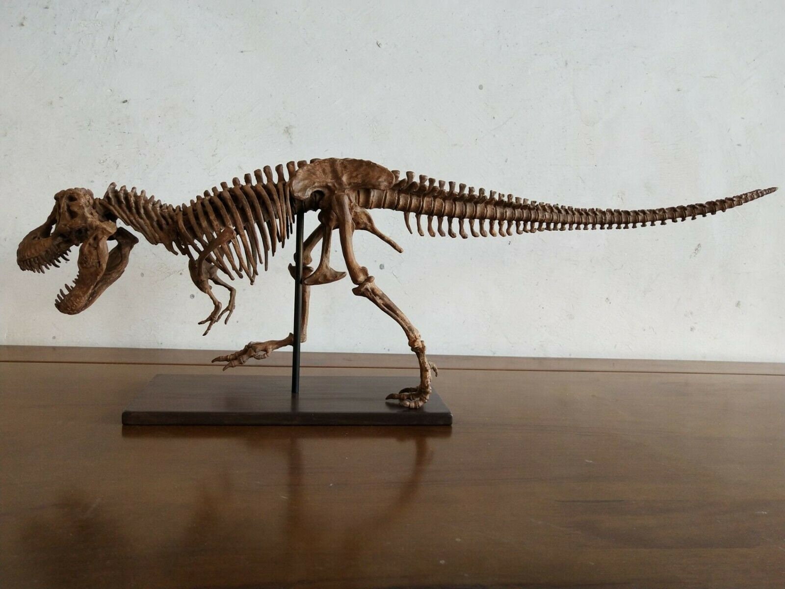 65 CM Dinosaur Model / T Rex Skeleton Model BGJ-001 | Etsy