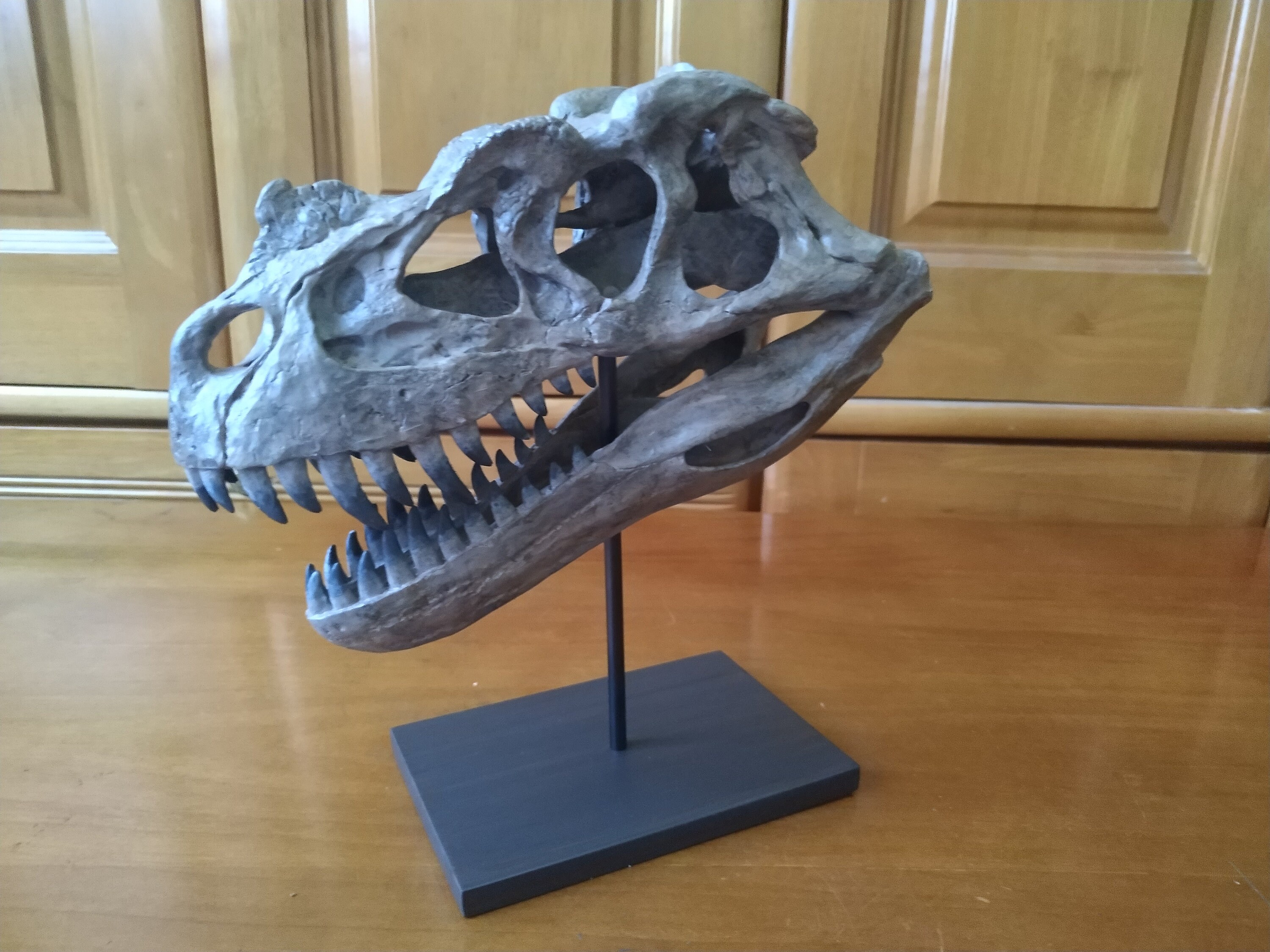 21cmdinosaur Model / Ceratosaurus Skull Model JBL-2020 - Etsy Canada