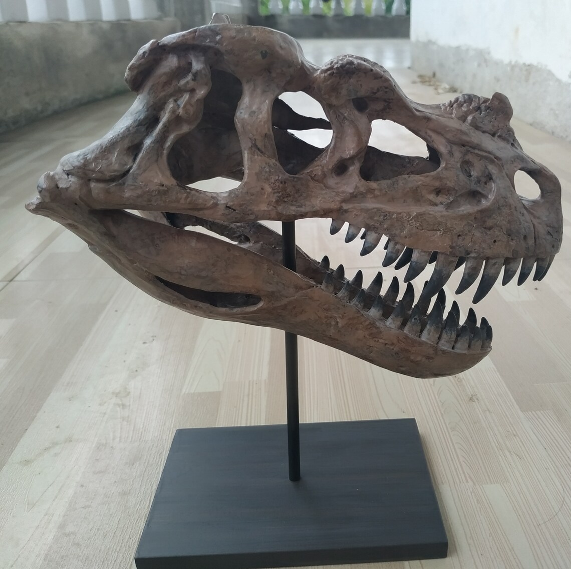 21cmdinosaur Model / Ceratosaurus Skull Model JBL-2020 | Etsy