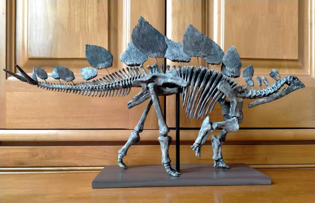 45 CM, Dinosaur Model / Stegosaurus Skeleton Model JL202101 - Etsy