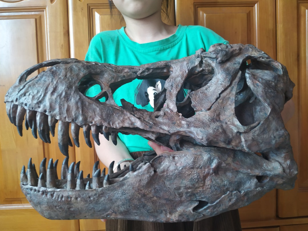38cm，dinosaur Model / T-REX Skull Model DB21-002 - Etsy