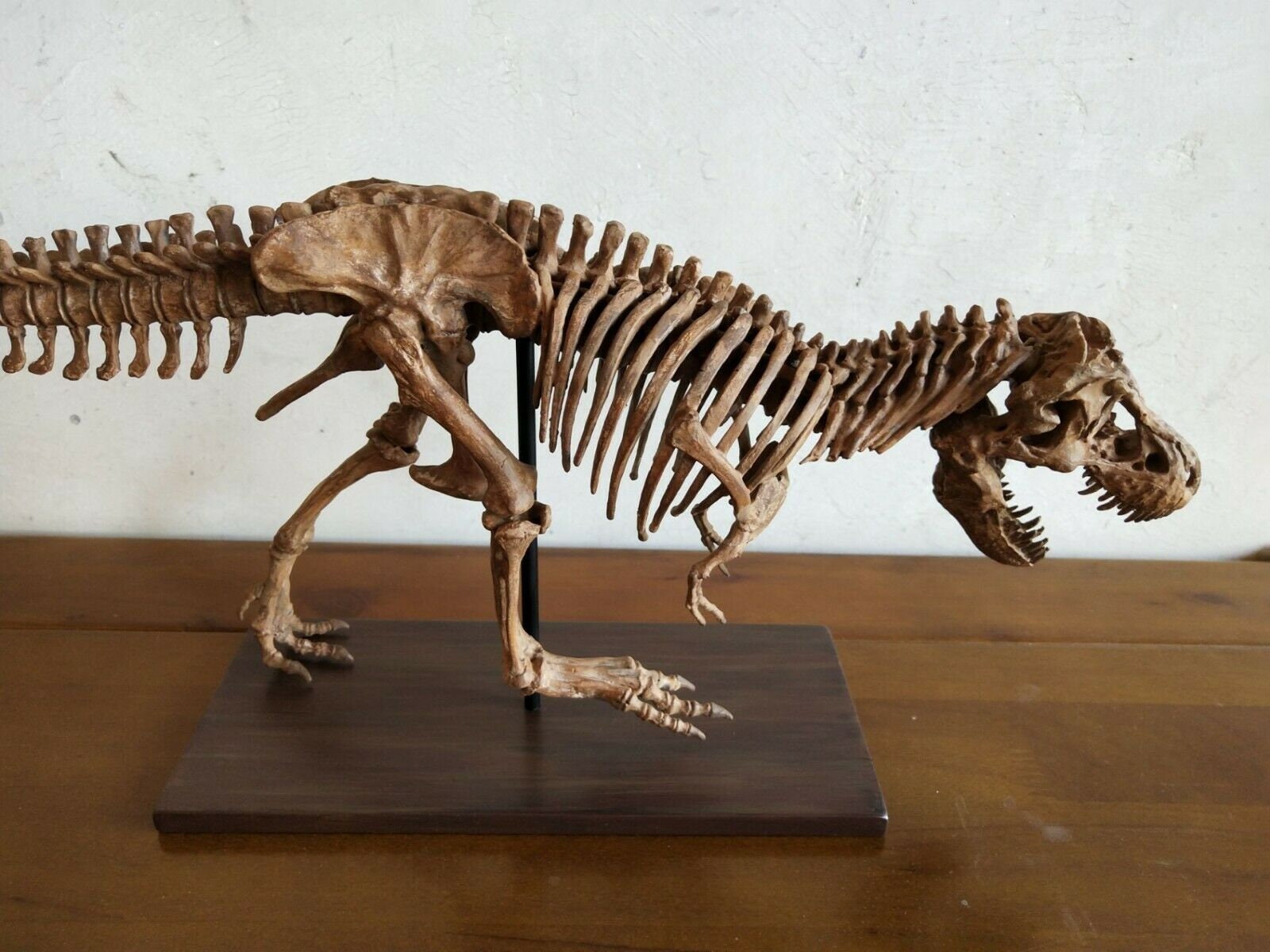 65 CM Dinosaur Model / T Rex Skeleton Model BGJ-001 | Etsy