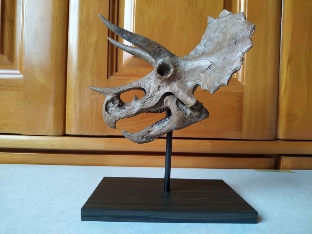 17cm，dinosaur Model / Triceratops Skull Small Model Xs-ni - Etsy