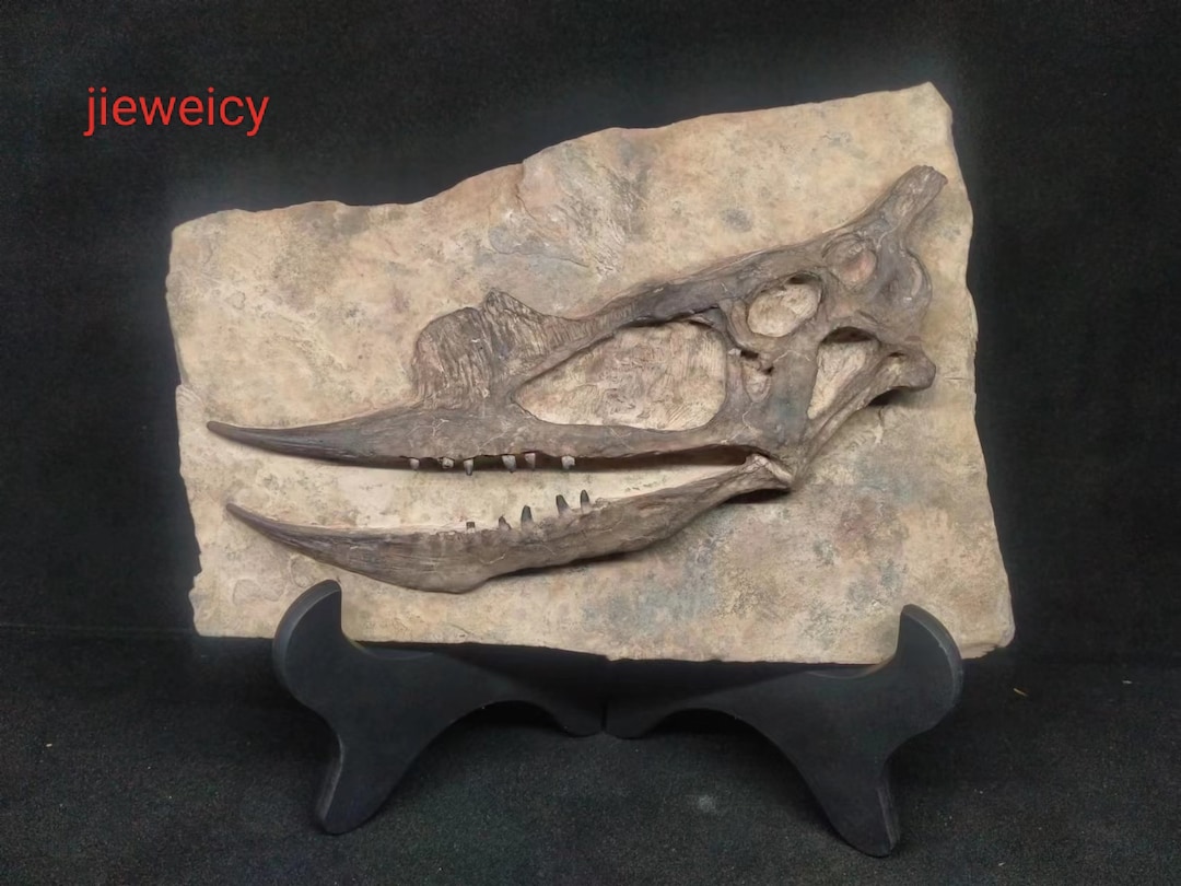 NEW, Dsungaripterus Fossil Replica / Pterosaur Replica / Dinosaur ...