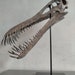 NEW, 40CM, Pterosaur / Boreopterus Skeleton Model Yayl-2020 - Etsy