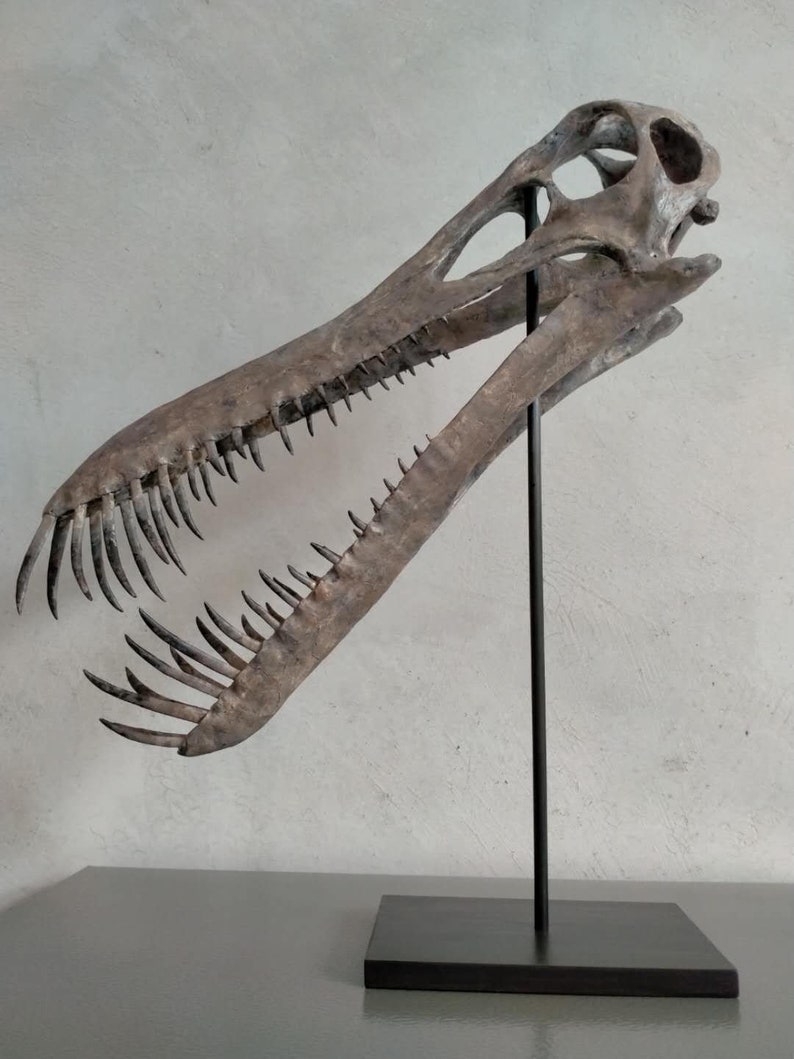 NEW, 40CM, Pterosaur / Boreopterus Skeleton Model Yayl-2020 - Etsy UK