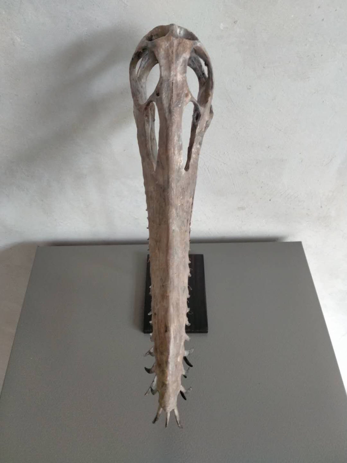 NEW, 40CM, Pterosaur / Boreopterus Skeleton Model Yayl-2020 - Etsy
